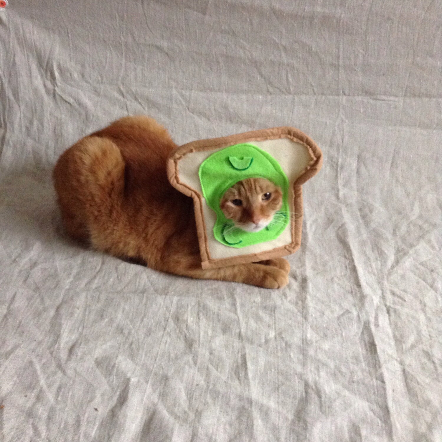 Avocado Toast Costume for Cats