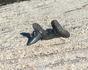 Lemon shark tooth | Etsy