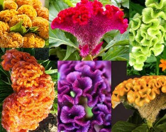 GIANT BOMBAY INDIAN Cocks Comb / Spectacular 18 Inch Heads on