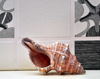 Large conch shell | Etsy