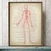 ANATOMY PRINT Anatomy Poster Anatomical Drawing Scientific