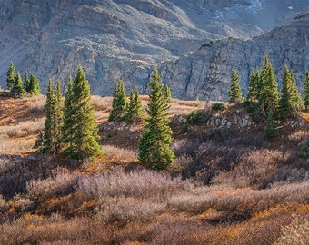 Conifer colorado | Etsy