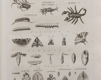 Butterfly engraving | Etsy