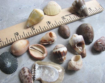 Natural sea shells | Etsy