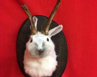 Jackalope mount | Etsy