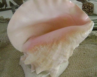 Seashell lamps | Etsy