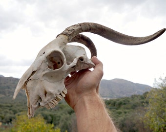 Real animal skull | Etsy