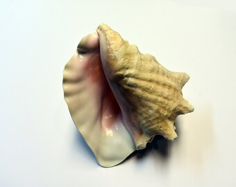 Pink conch shell | Etsy