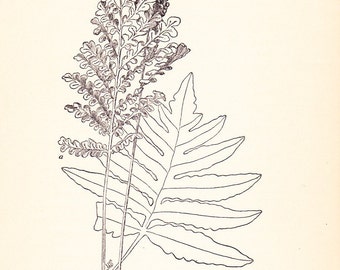 Sensitive plant | Etsy