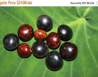 Hamburger seed | Etsy