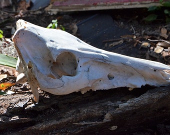 European mount | Etsy