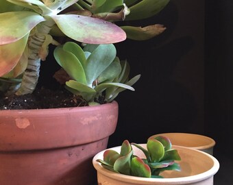 Shallow planter | Etsy