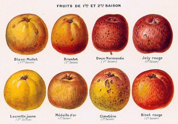 1922 Antique Apples Print Apple Orchard Gardening Fruits