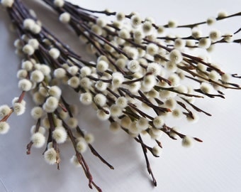 Pussy willow | Etsy