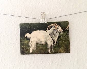 Antique goat | Etsy