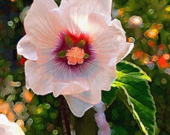 Hollyhock plants | Etsy
