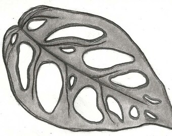 Swiss cheese plant | Etsy