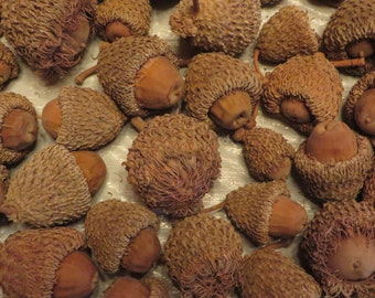Bur oak acorns | Etsy