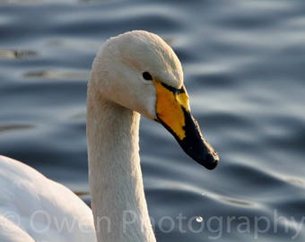 Swan wallpaper | Etsy