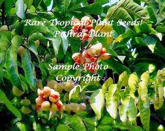 3.89 Ships ALL Growing Fine Gardens One Seed by SerendipitySeeds