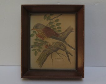 Vintage bird prints | Etsy