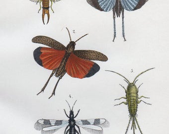 Vintage bug print | Etsy