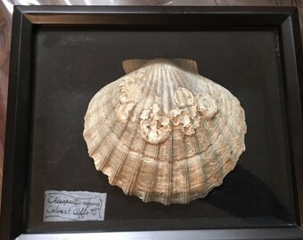 Shell shadow box | Etsy