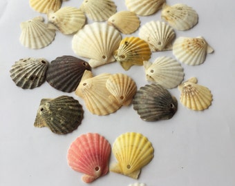 Mini sea shells | Etsy