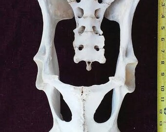 Sacrum | Etsy