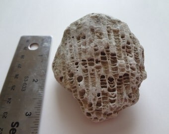 Honeycomb fossil | Etsy