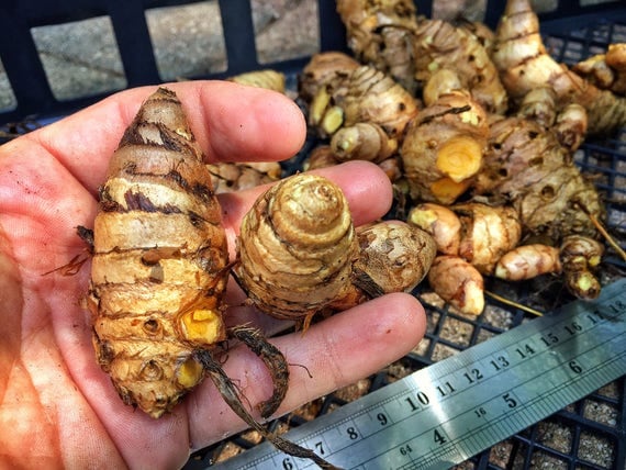 Turmeric - Mother Rhizomes / Primary Rhizomes for Faster Growing Plants ...