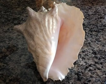 Conch shell | Etsy