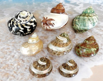 Seashell bulk | Etsy