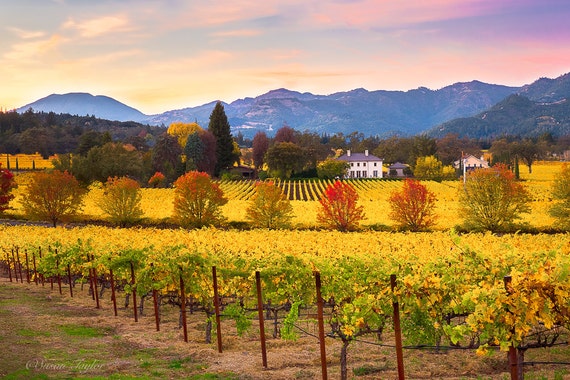 Wine Country Print Napa Valley Photo California Wine