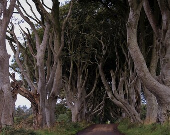 The Dark Hedges Spooky TREES Northern IRELAND Surreal