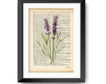 Lavender flowers | Etsy