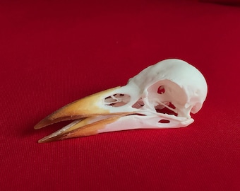 Real crow skull | Etsy