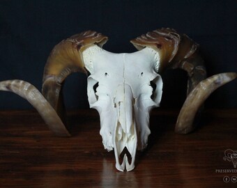 Ram skull | Etsy