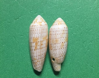 Rare hawaiian shell | Etsy