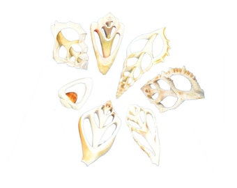 Cut seashells | Etsy