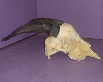 Skunk skull real animal taxidermy skeleton head by boomer2563