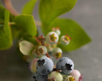 Blueberry stems | Etsy