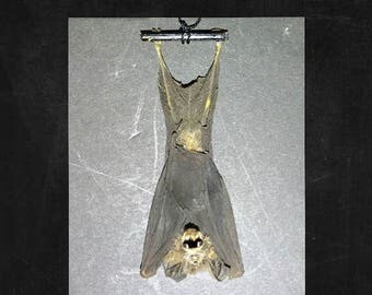 Taxidermy bat | Etsy