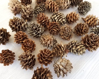 Small Pinecones Real Pinecones Natural Christmas by MyFamilysNutz