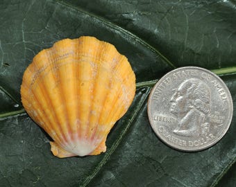 Large sunrise shell | Etsy