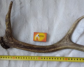 Real deer antlers | Etsy