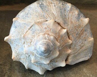 Seashell knobs | Etsy