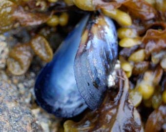 Mussel shell art | Etsy