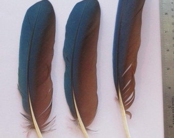 Exotic feathers | Etsy