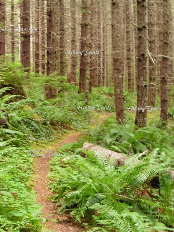 Forest Path DIGITAL DOWNLOAD hiking trail decor hiking path